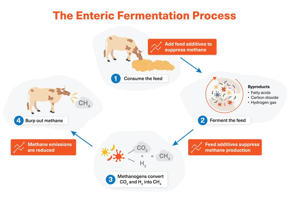 GHR004 Methodology for Assessing Methane Emission Reduction from Enteric Fermentation | Heat ...